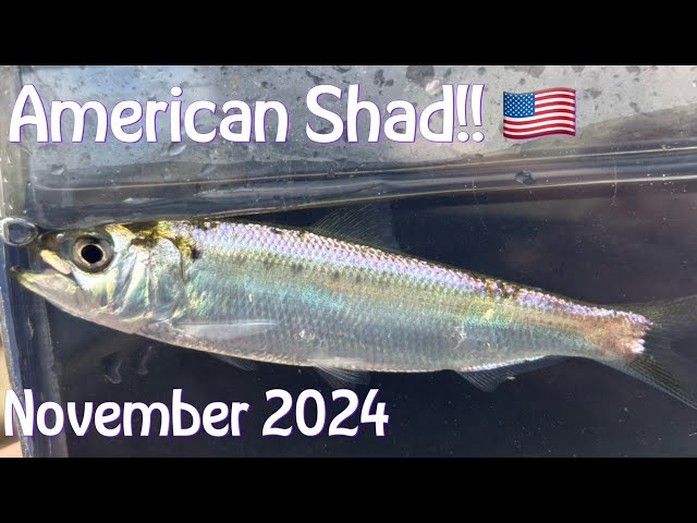 American Shad Fishing American Shad Fishing From The Bank (Lower