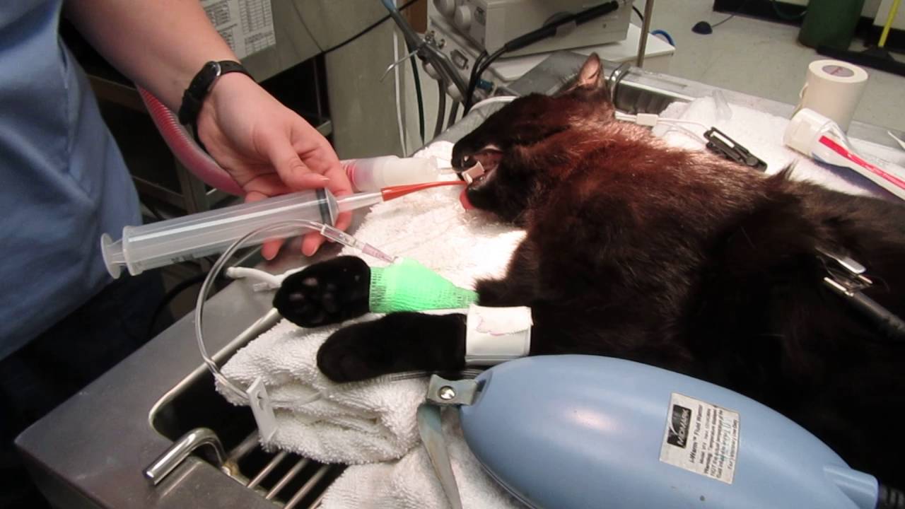 oro gastric intubation part 2 - YouTube