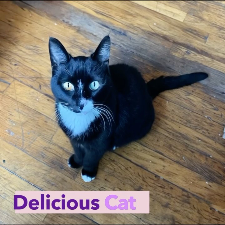 Delicious Cat - YouTube