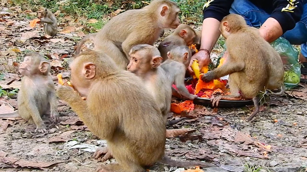 All adorable abandoned monkeys in Sovana Team share food with each ...