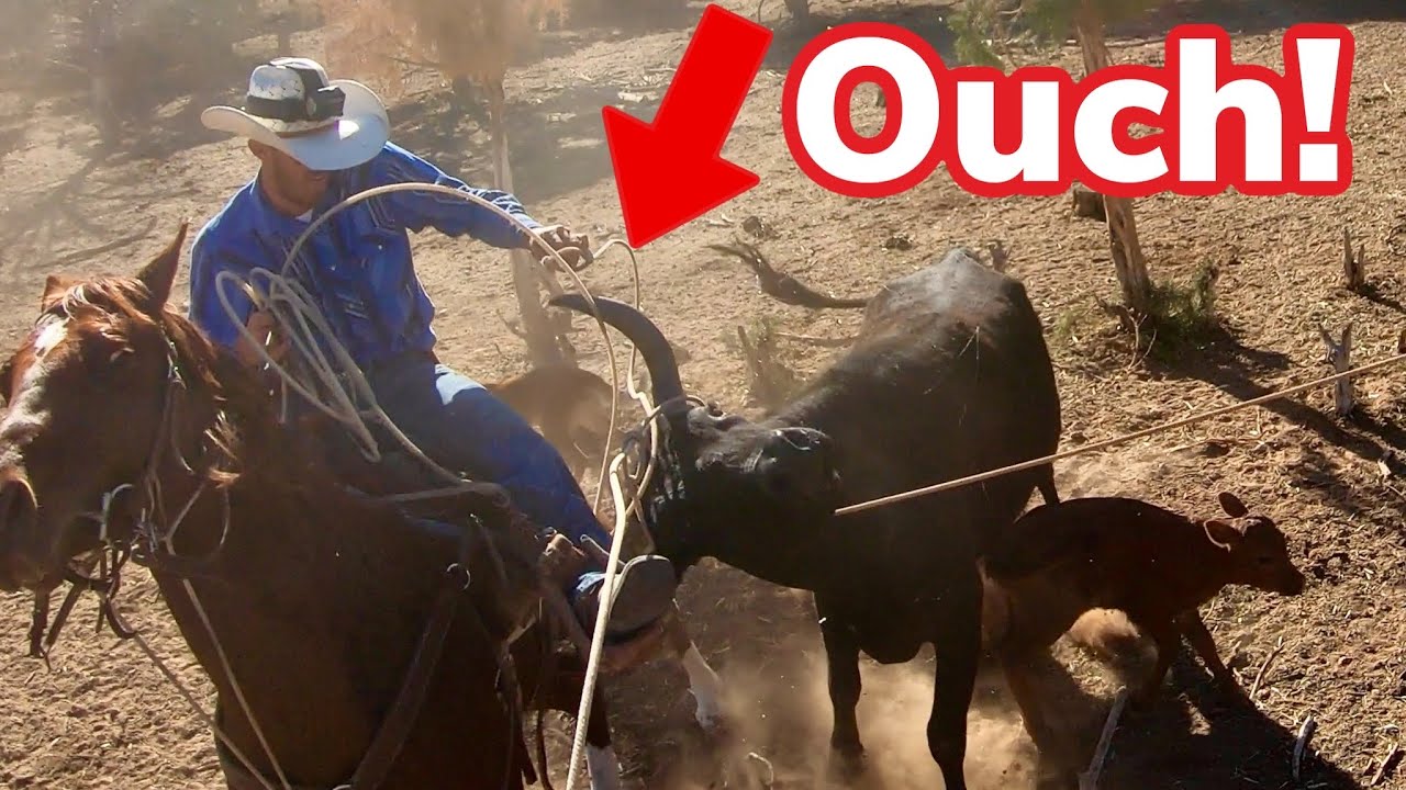 Chasing Horned Cattle In The Desert! - YouTube