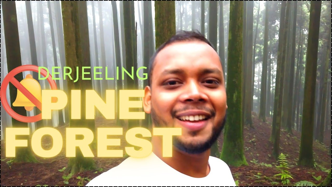 Trekking in Darjeeling Pine forest ll Silent Beauty ll #darjeeling #youtube #travel - YouTube