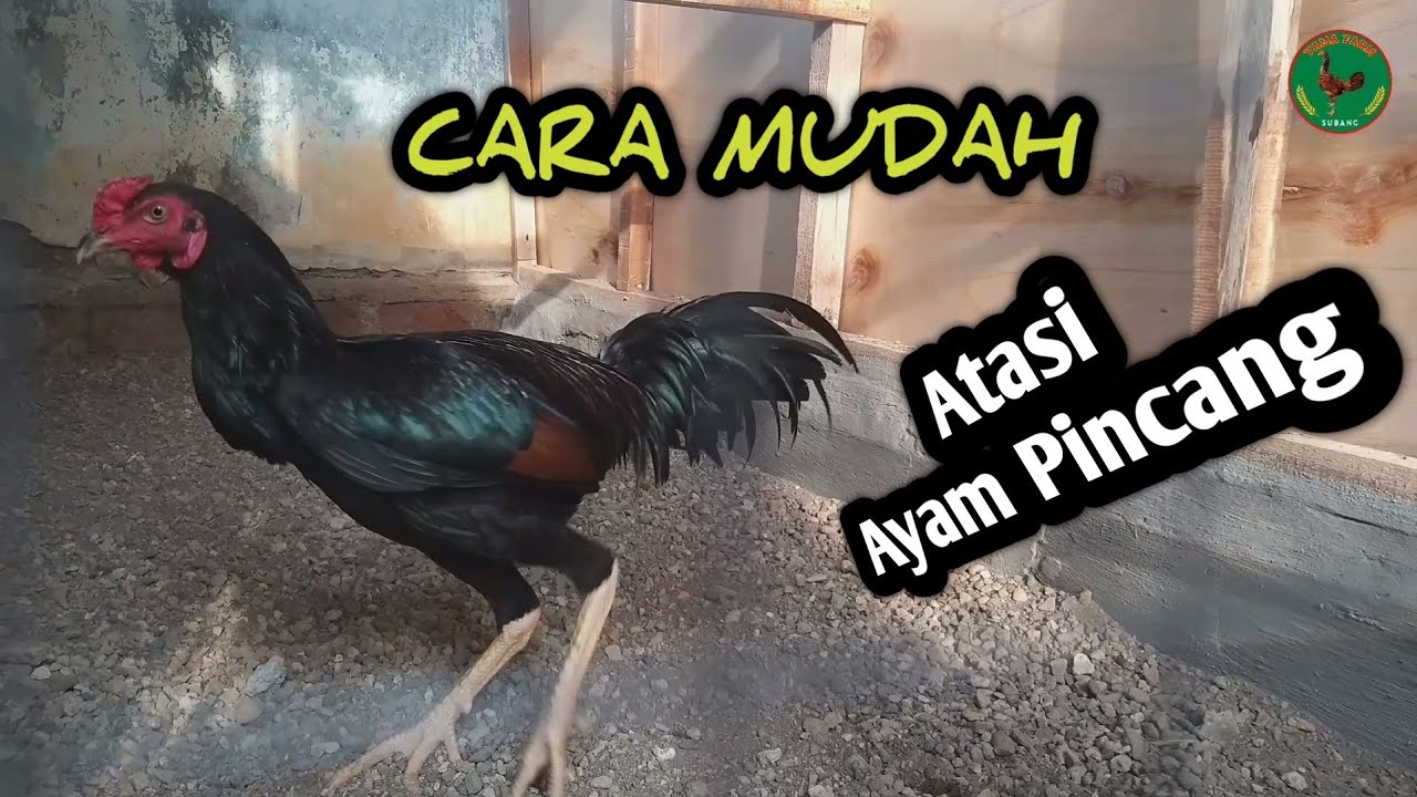 CARA MUDAH MENYEMBUHKAN AYAM PINCANG | KAKI KESELEO DAN BENGKAK - YouTube