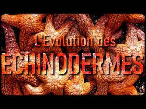 Etoile de mer, oursins et autres échinodermes - YouTube