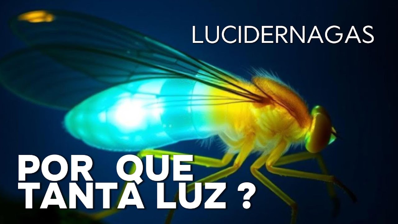 LUCIERNAGA O LUCÉRINA | VIENEN DEL INFIERNO? | EXPERTA COMPARTE LOS ...