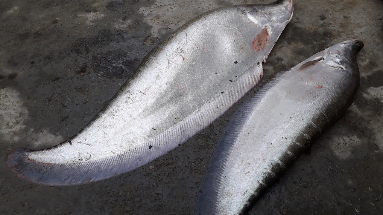 Chitala_ -chitalafish #shorts ! Chital Fish Video ! Flatfish ! - YouTube