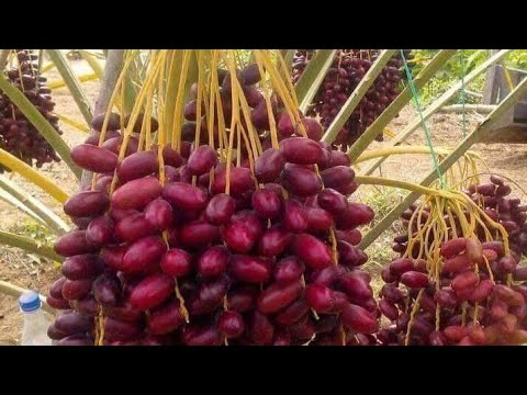 khajur ka bagicha Find and kill Maggots in Palm 🌴 Tree How to Take Carte Date palm Fruit - YouTube
