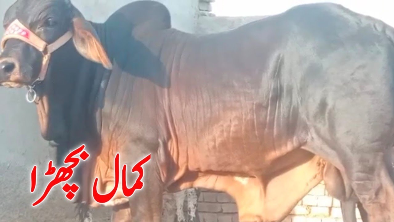 black beauty bull for sale in pakistan - YouTube