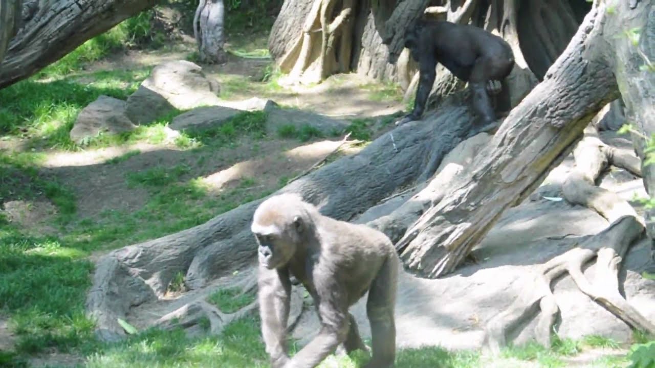 Congo Exhibit @ the Bronx Zoo - YouTube
