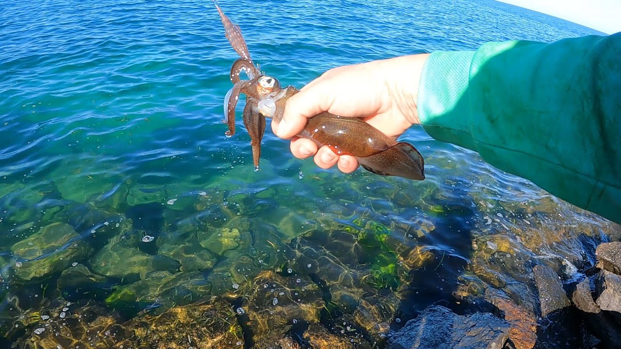Port Vincent squid, swooping Masked Lapwing and annoying Seals - YouTube