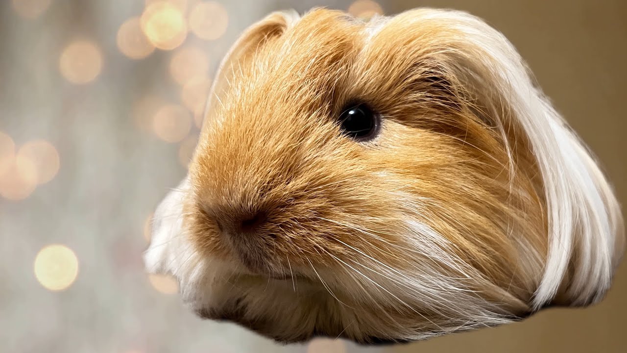 Pet at home guinea ♡ pig. - YouTube