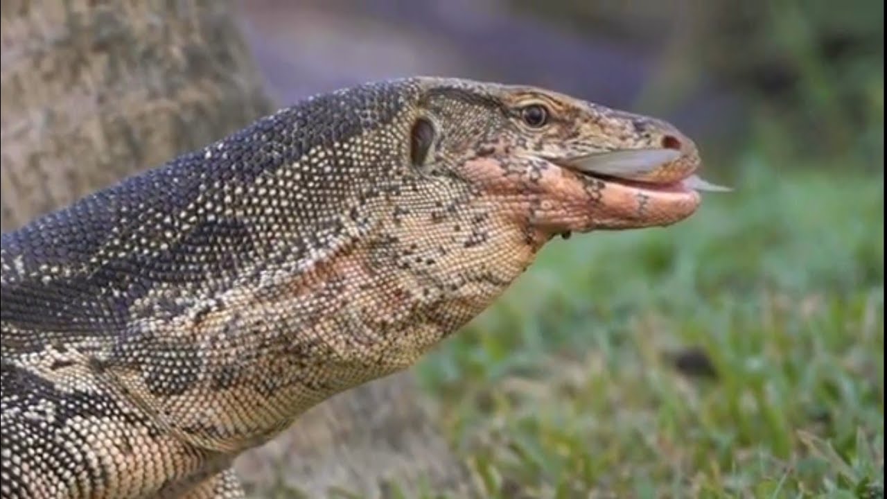 #Scary_Monitor_lizard - YouTube