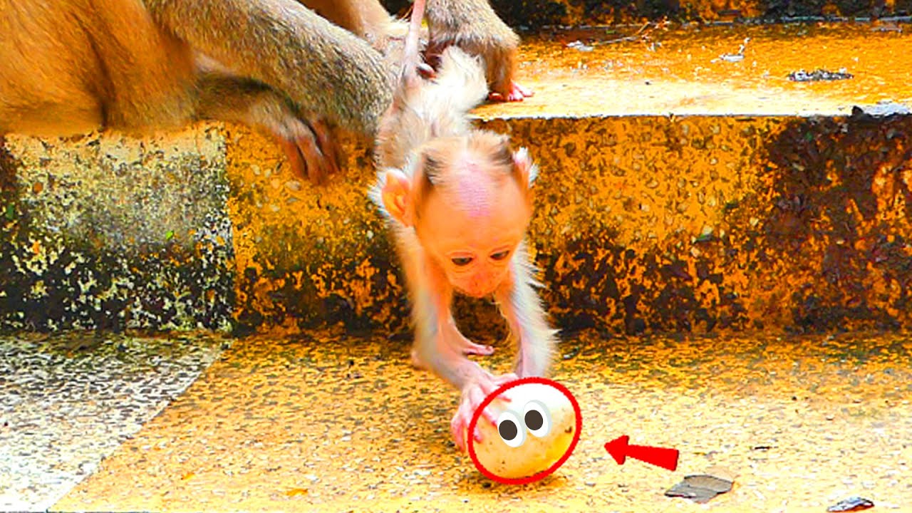 Oh God.! Just great..! Awesomely adorable BB monkey grabbing food for ...