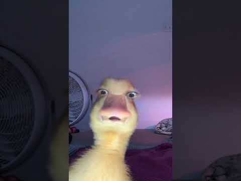 half duck half human - YouTube