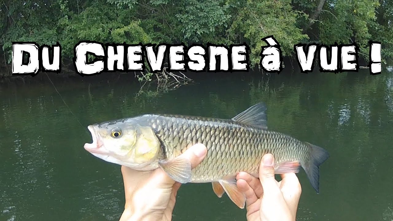 Pêche du CHEVESNE à VUE - "Savoir prendre son temps" - YouTube