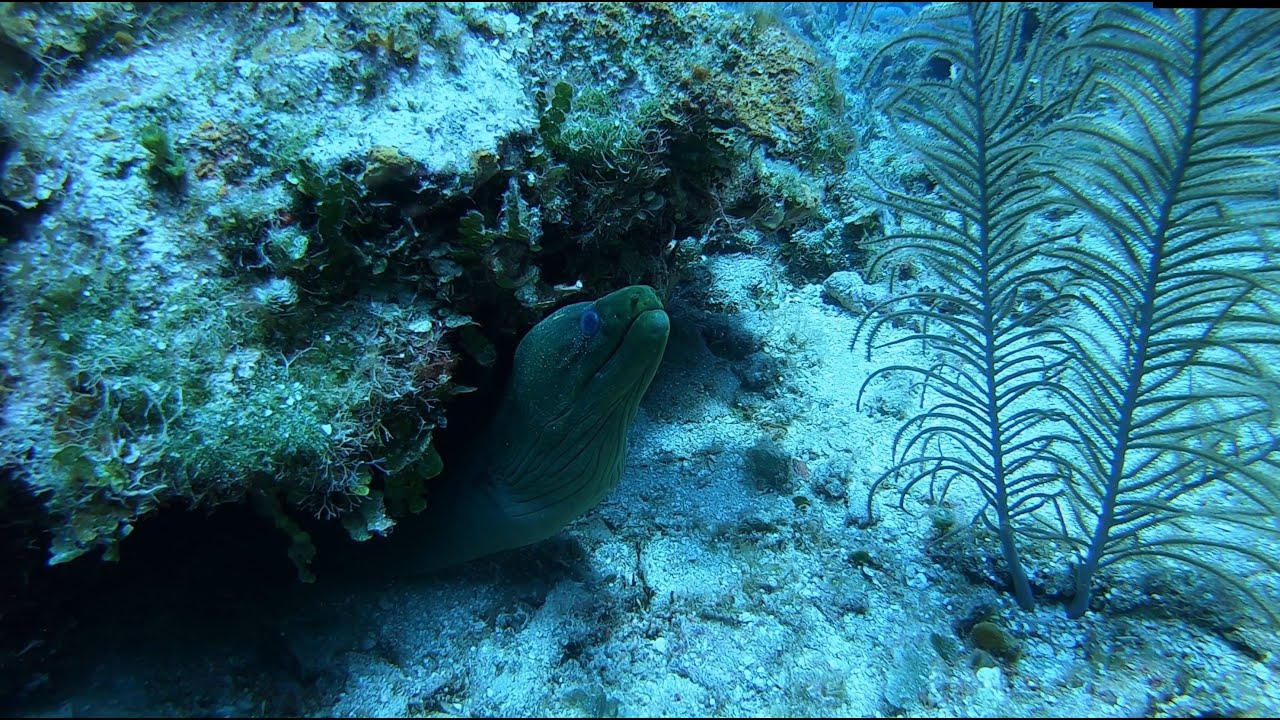 Scuba Diving - Roatan's Green Outhouse (Home of the turtles!) - YouTube