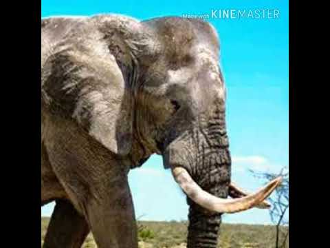 European Mammoth Trumpet 🐘 🔊 - YouTube