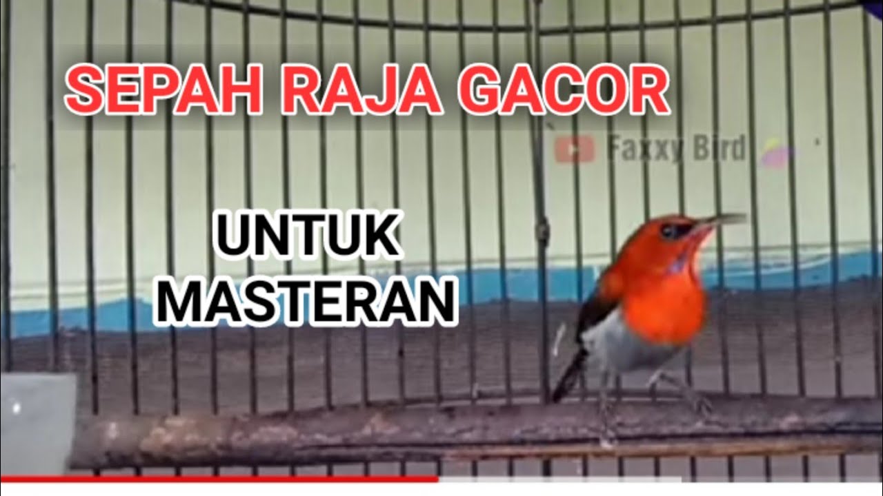 Burung Kolibri Sepah Raja Gacor Nyerecet, @faxxybird - YouTube