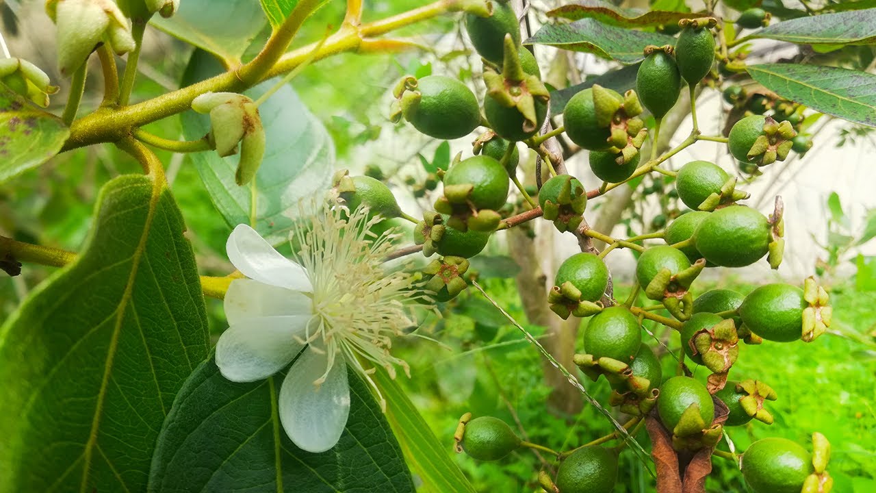 Wild Guava-Ambul Pera tree (Psidium guajava) - YouTube