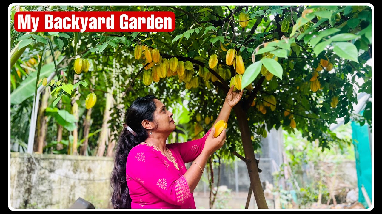 Evening Vlog |Backyard Garden| Achu’s Garden |Fruit plants - YouTube