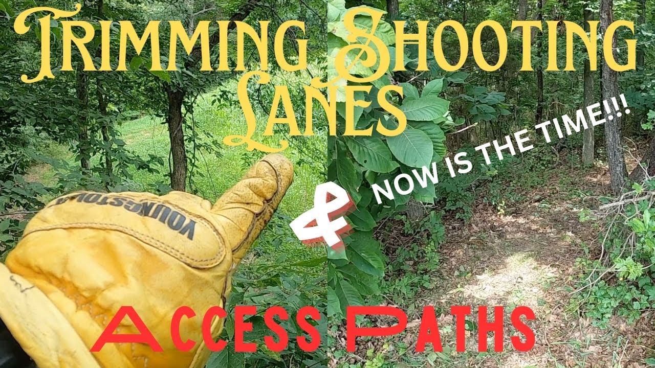 Trimming Shooting Lanes and Access Paths | Summer To Do Chores | Deer ...