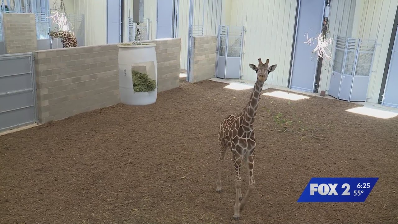 New animals arrive at STL Zoo’s North County location - YouTube