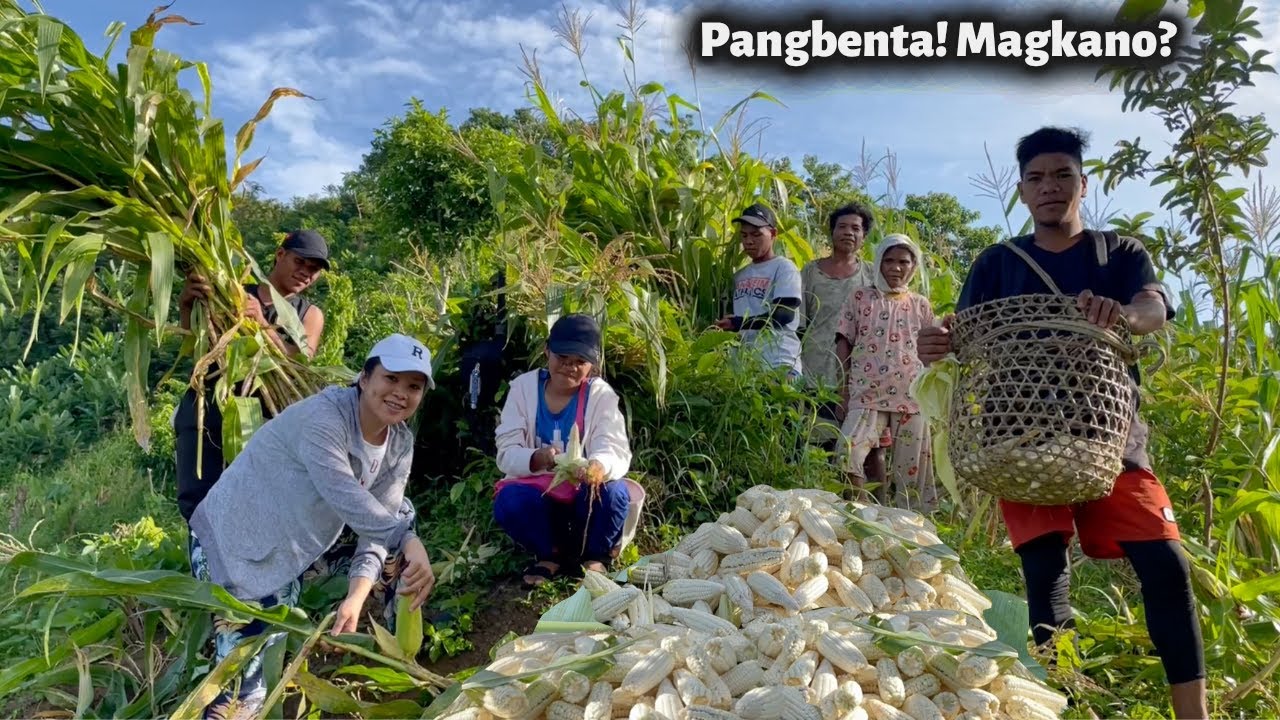Paghaharvest ng Mais na Puti at Presyo sa Market | HARVESTING WHITE ...