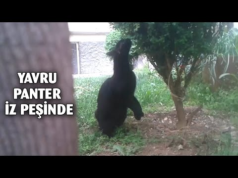 Kara Gölge yavru panter iz peşinde