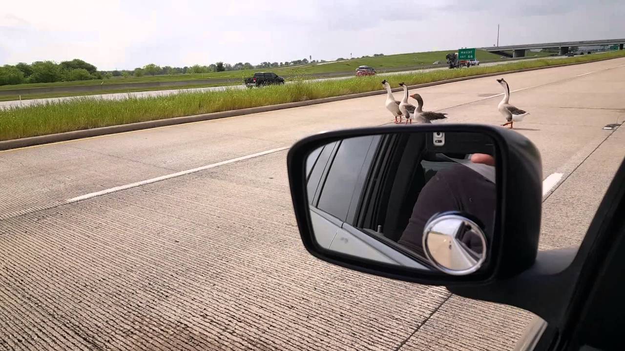 Sassy Geese blocking our drive - YouTube
