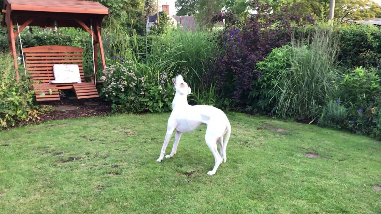 Fly catching dog - YouTube