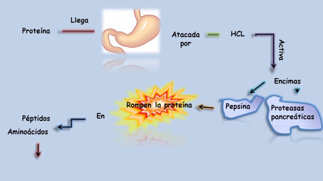 Esquema No 7: ¿Donde se lleva a cabo y cuál es el objetivo de la ...