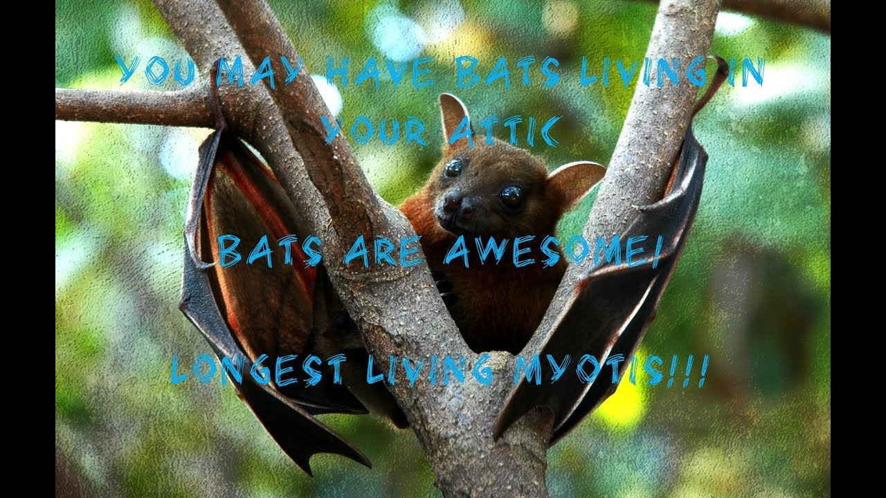 Where do the bats live? Learn all about the bats! - YouTube