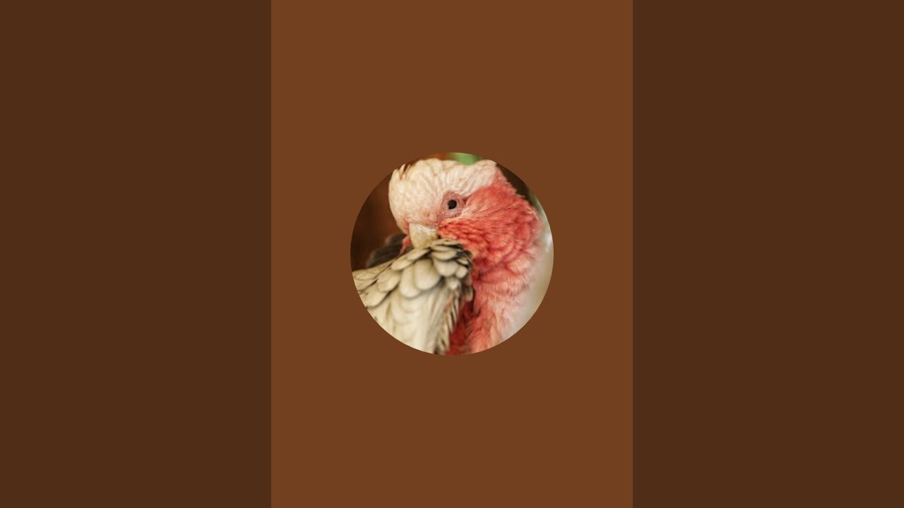 SHAWAIZ ASEEL FARM is live! - YouTube