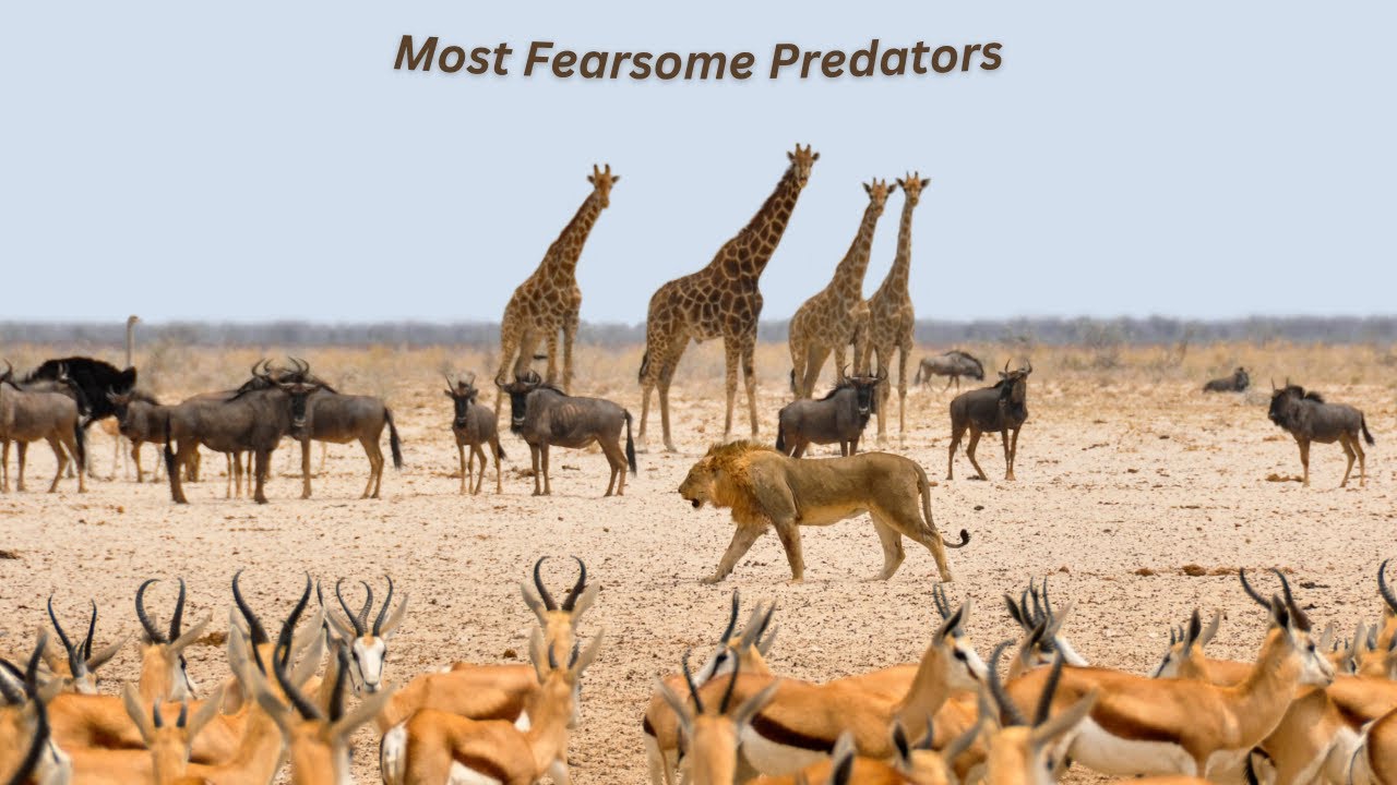 Most Fearsome Predators l Wild Animals l Lions l Jungle - YouTube