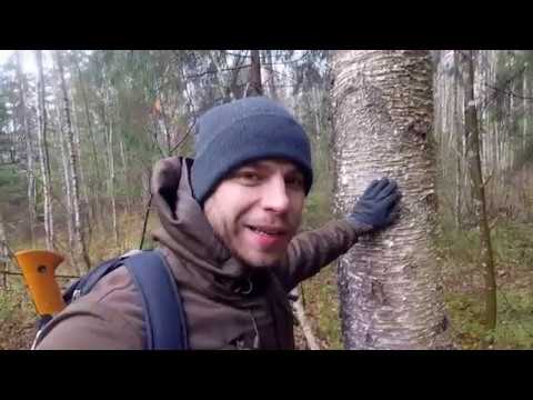 Vlog 021 - Mis on chaga ehk must pässik? - YouTube