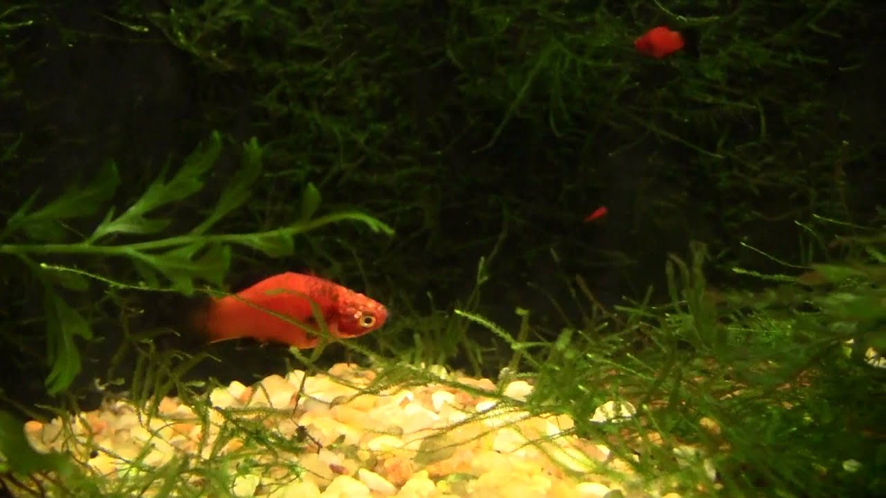 Red Wag Platy Fish - YouTube