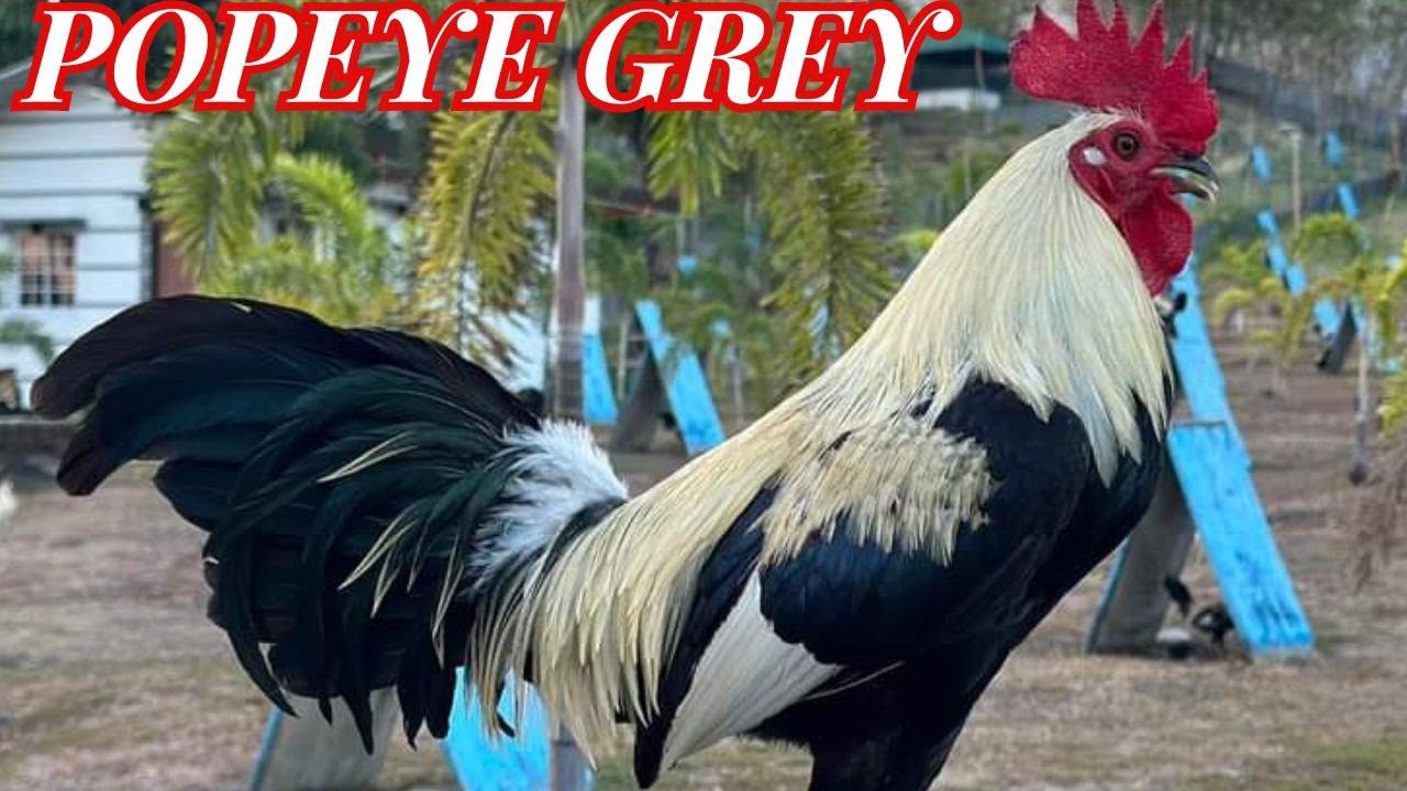 Popeye Grey Sweater Pen - A.D.A FARM Philippines - YouTube