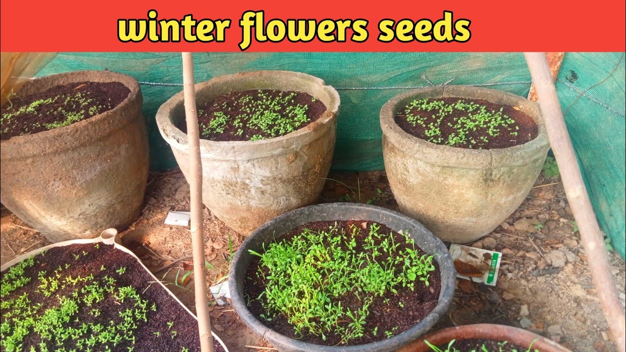 How to grow winter flower seeds - YouTube