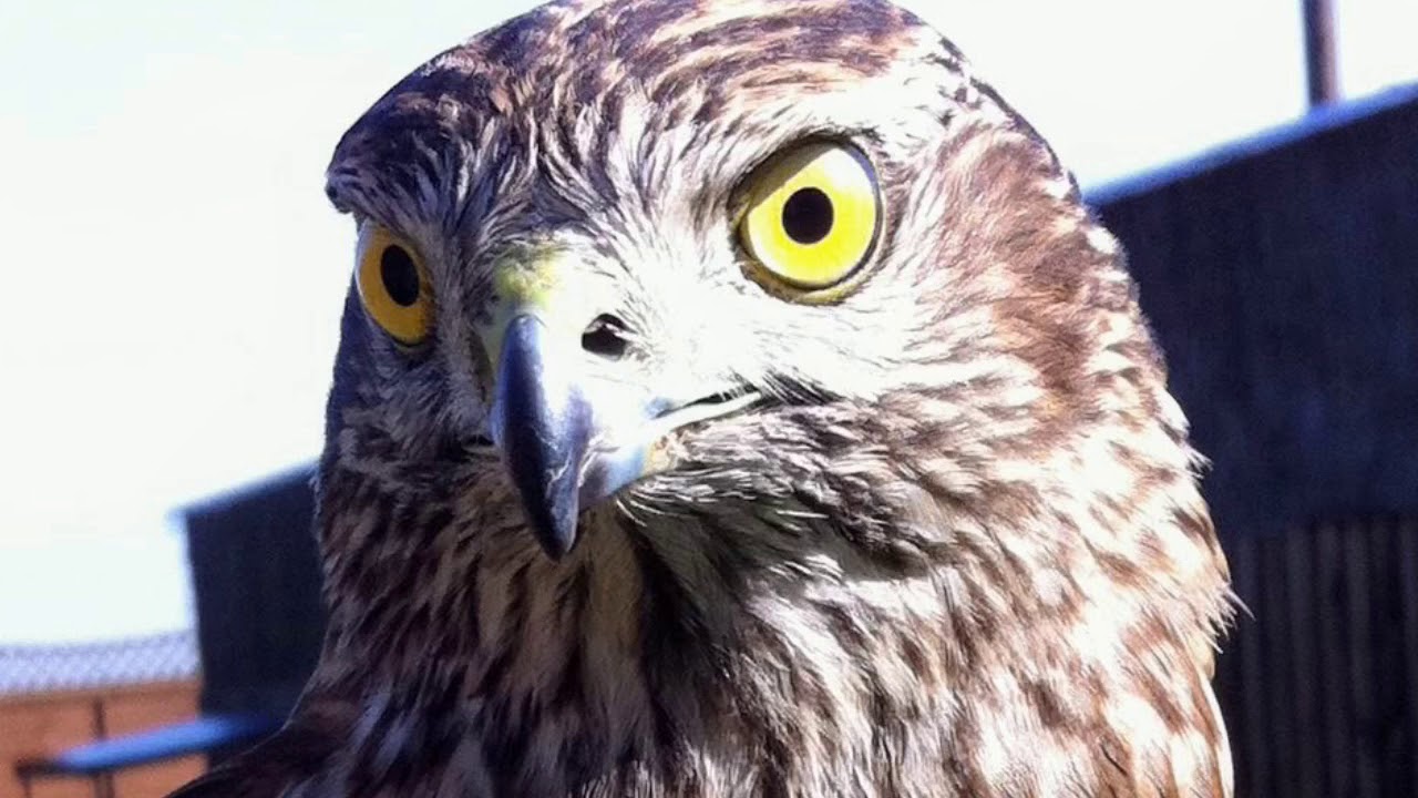 Goshawk Hybrid Project - 2011 slides - YouTube