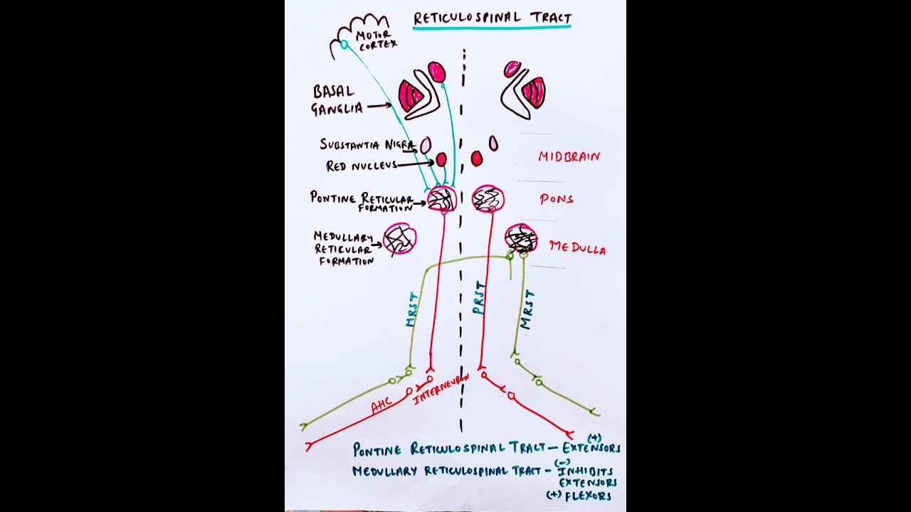 Reticulo-spinal Tract, Extrapyramidal pathway - YouTube