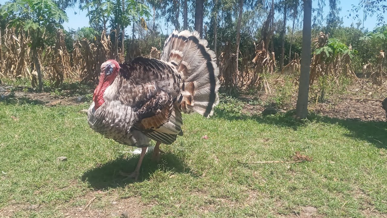 TURKEY FARMING || POULTRY FARMING || TRANSFER OF TURKEY EGGS FROM THEIR ...