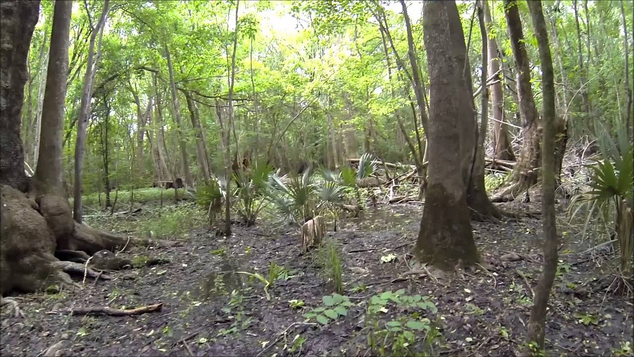 Tupelo Swamp in North West Florida. HD - YouTube