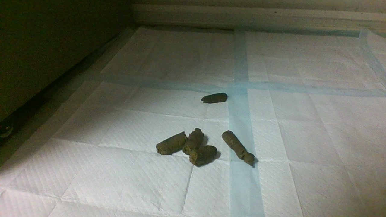 poop prank on my brother - YouTube