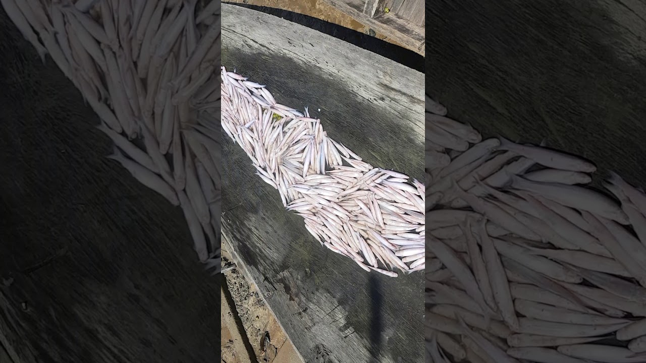 Candiru, o "peixe vampiro" da Amazônia - YouTube