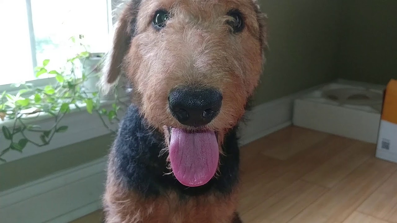 Little Girl's 16 Weeks Old Red Ribbon Girl Female Airedale Terrier ...