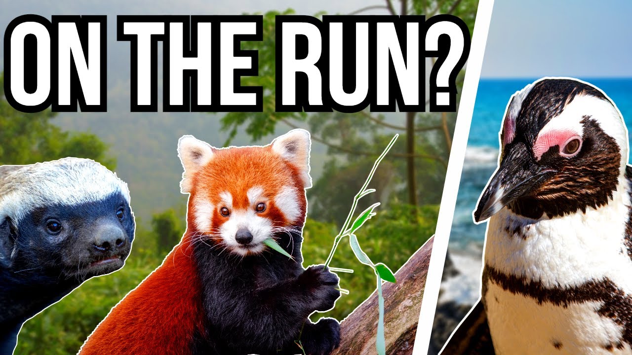 5 Zoo Escape Artists - Animals On The Run - YouTube