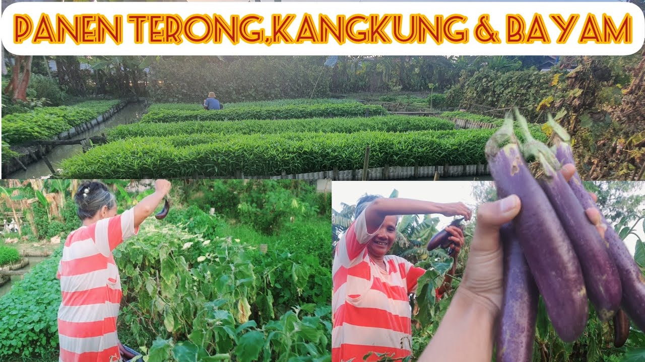 Panen Terong,Kangkung & Bayam di Kebun Sendiri - YouTube