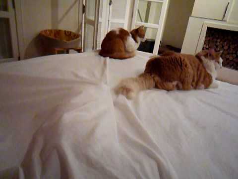 in bed with brigitte bardot