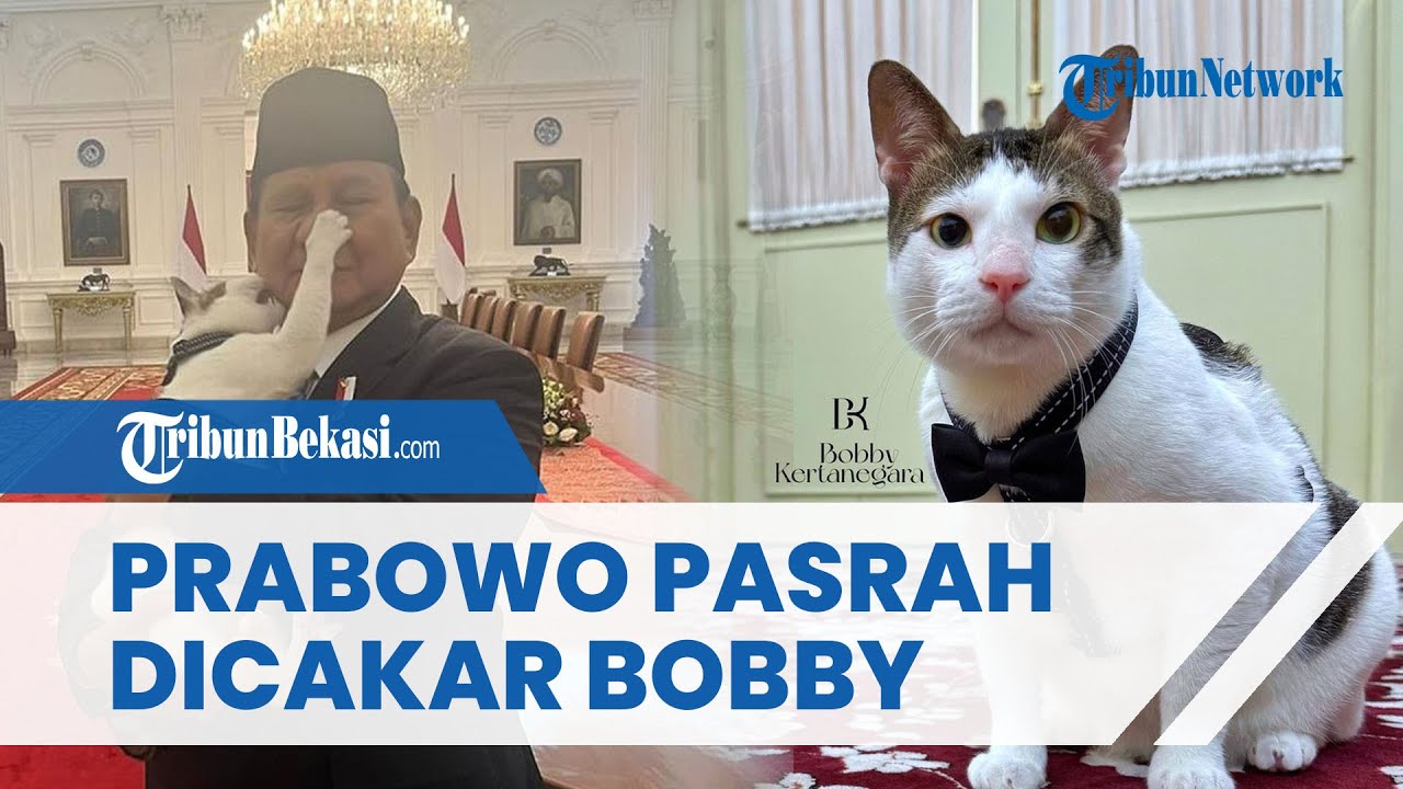 KELAKUAN UNIK Bobby Kertanegara, Presiden Prabowo Pasrah saat Dicakar ...