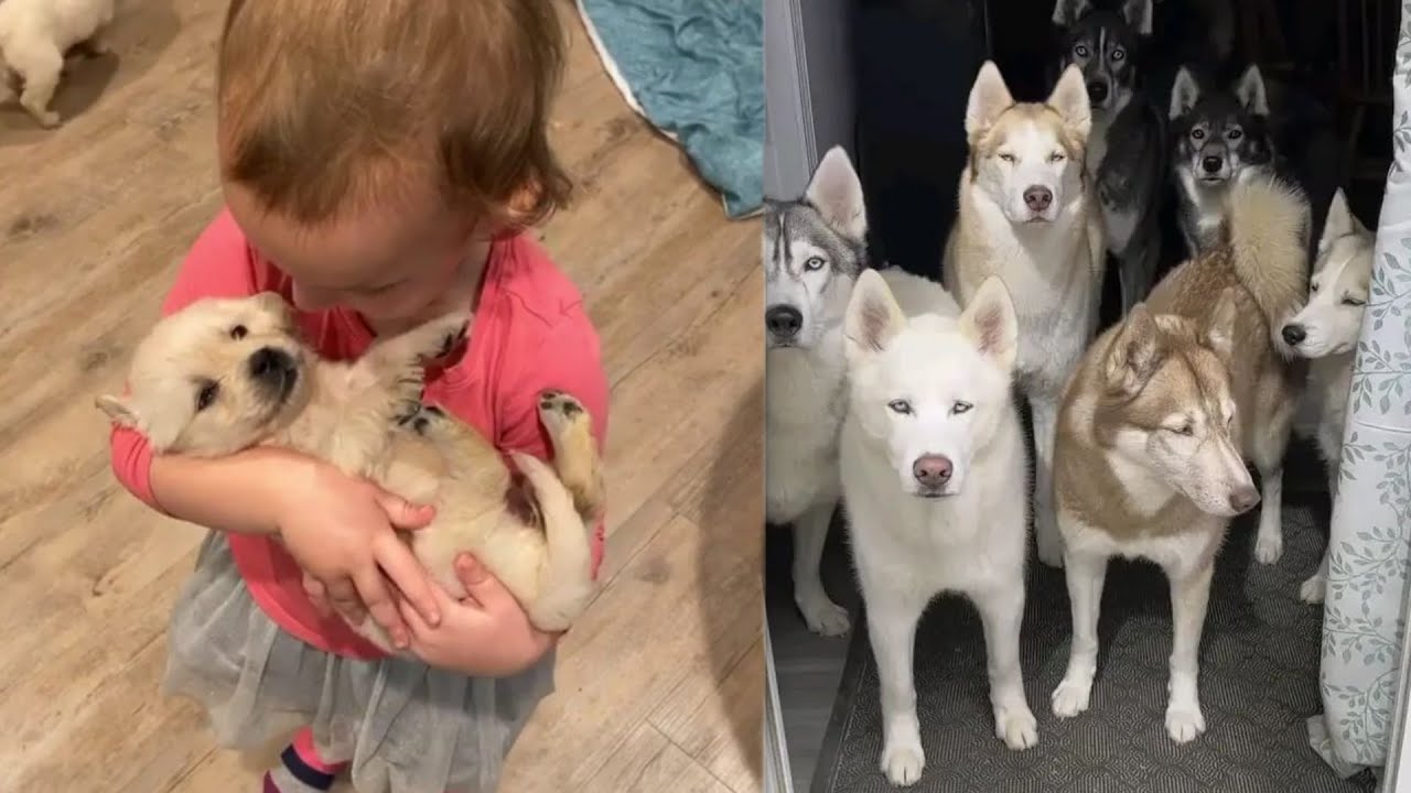 Dog videos compilation | Dog funny videos | Dog Shorts videos | Cute ...